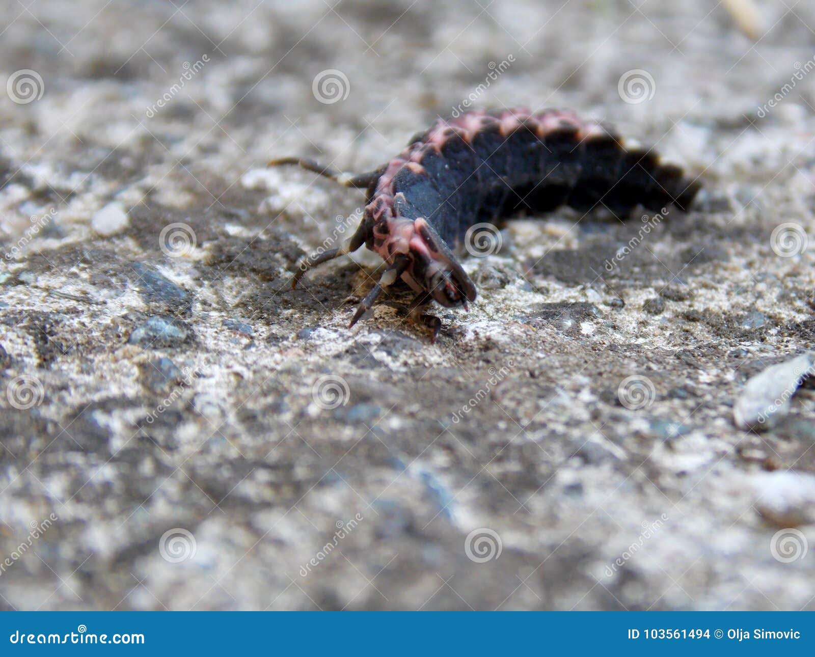 Strange bug stock photo. Image of little, larva, insect - 103561494