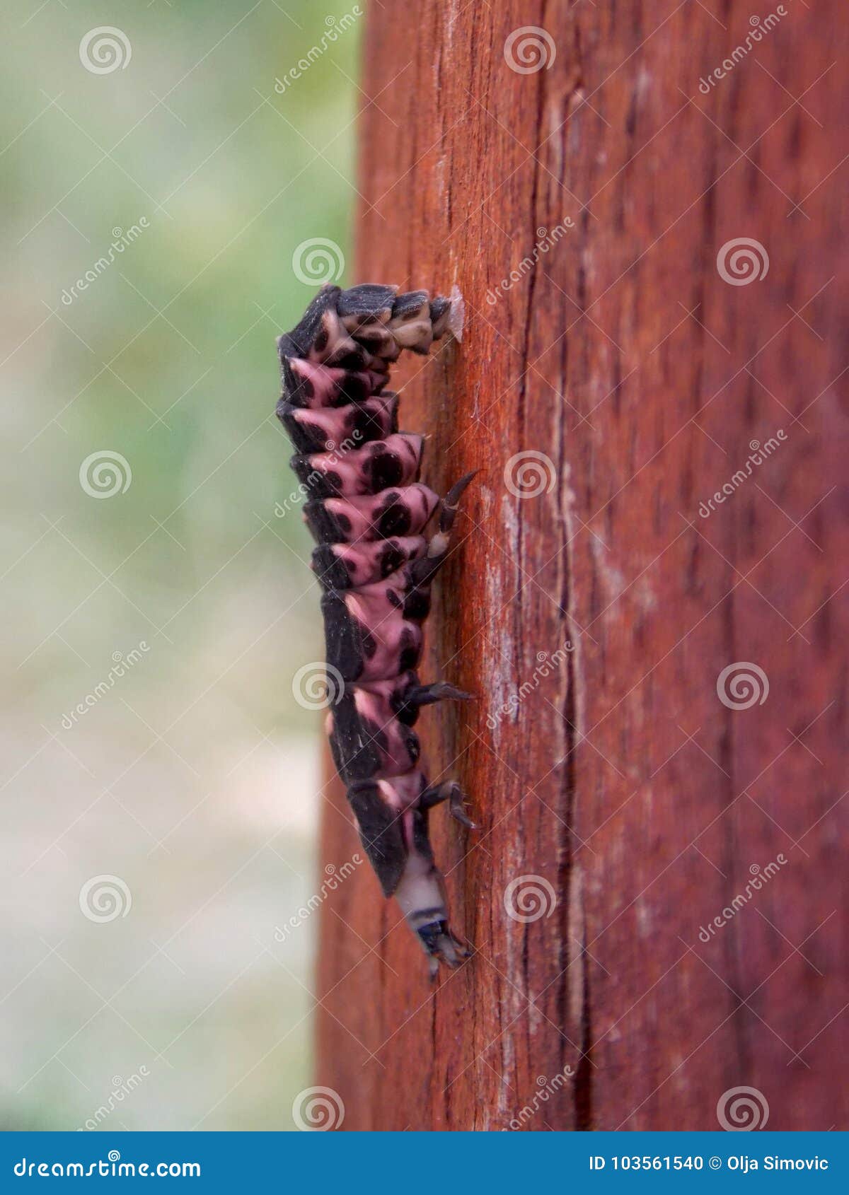 Strange bug stock photo. Image of weird, strange, larva - 103561540