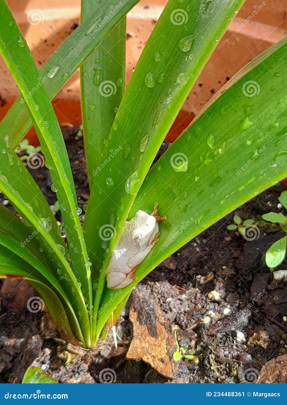White African Marble Reed Frog Stock Image - Image of african, reptile ...