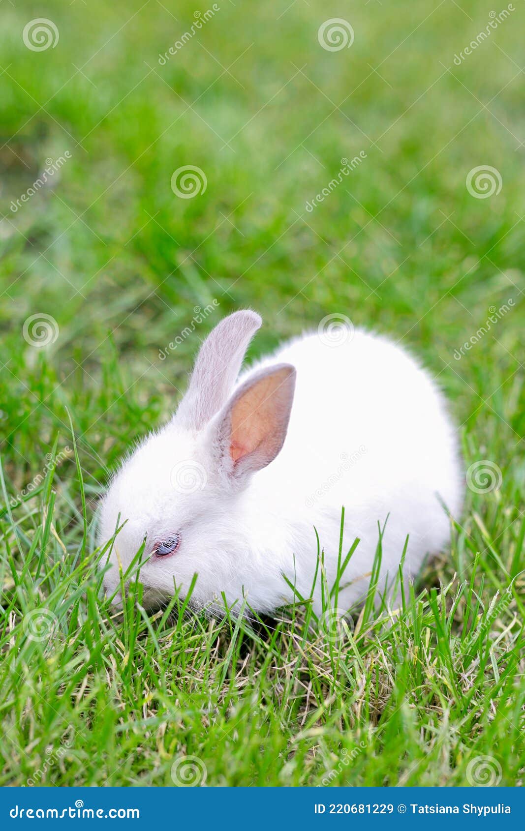 Little White Bunny on the Grass in the Garden Stock Image - Image of ...