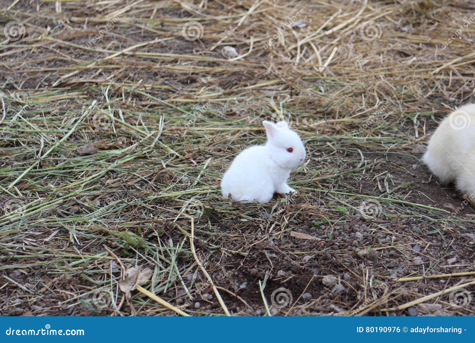 Little white bunny stock photo. Image of wild, tropical - 80190976