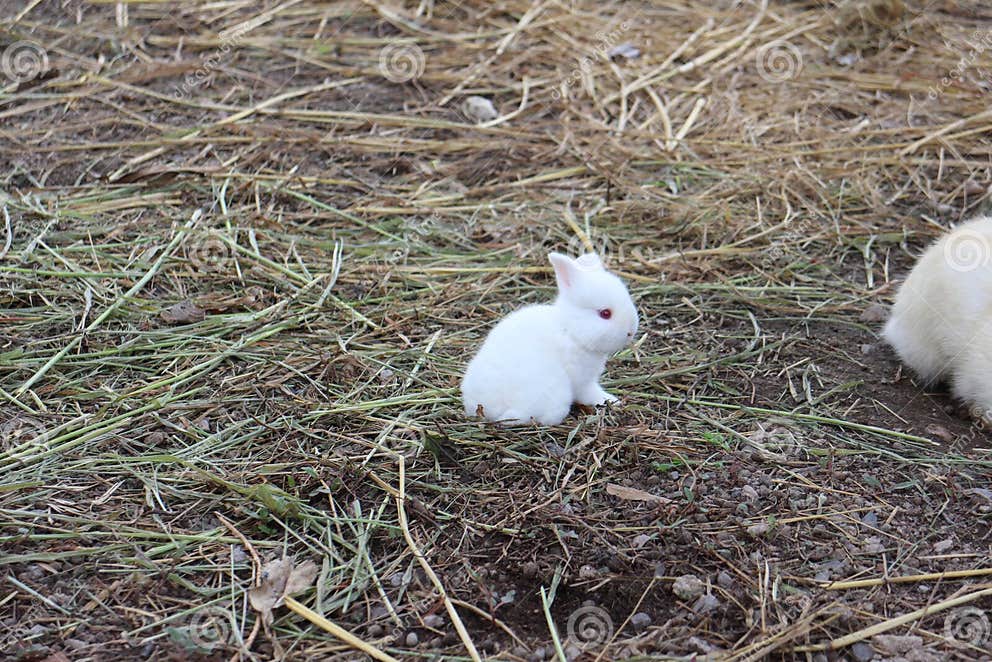 Little white bunny stock photo. Image of wild, tropical - 80190976