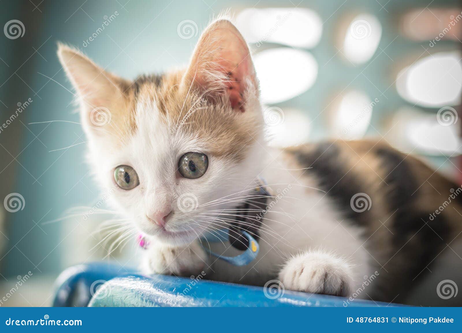 Little Cat Face and Eyes Funny and Looking Something Backgrounds Stock ...