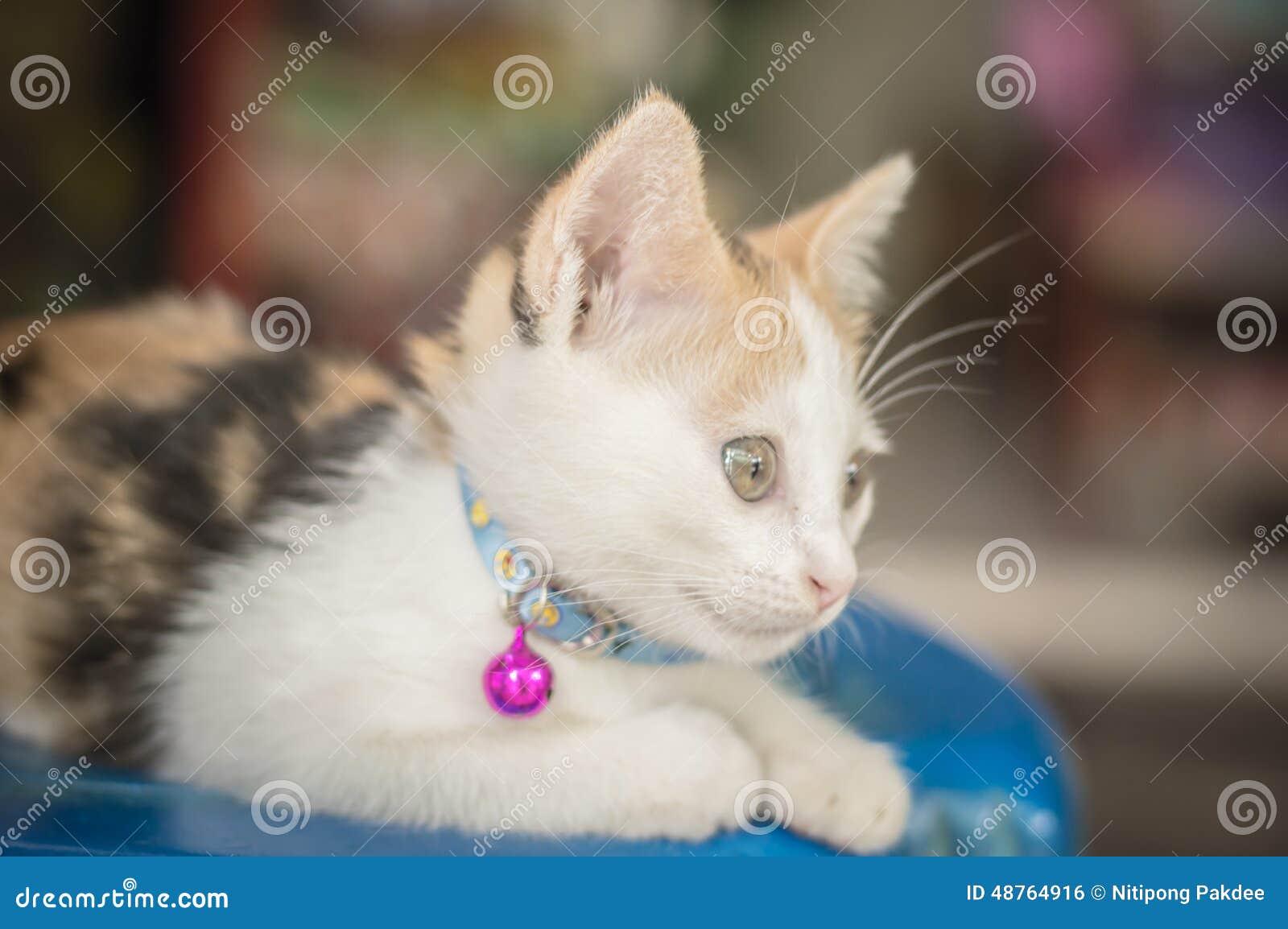 Little Cat Face Funny Looking Toy or Enemy Stock Photo - Image of ...