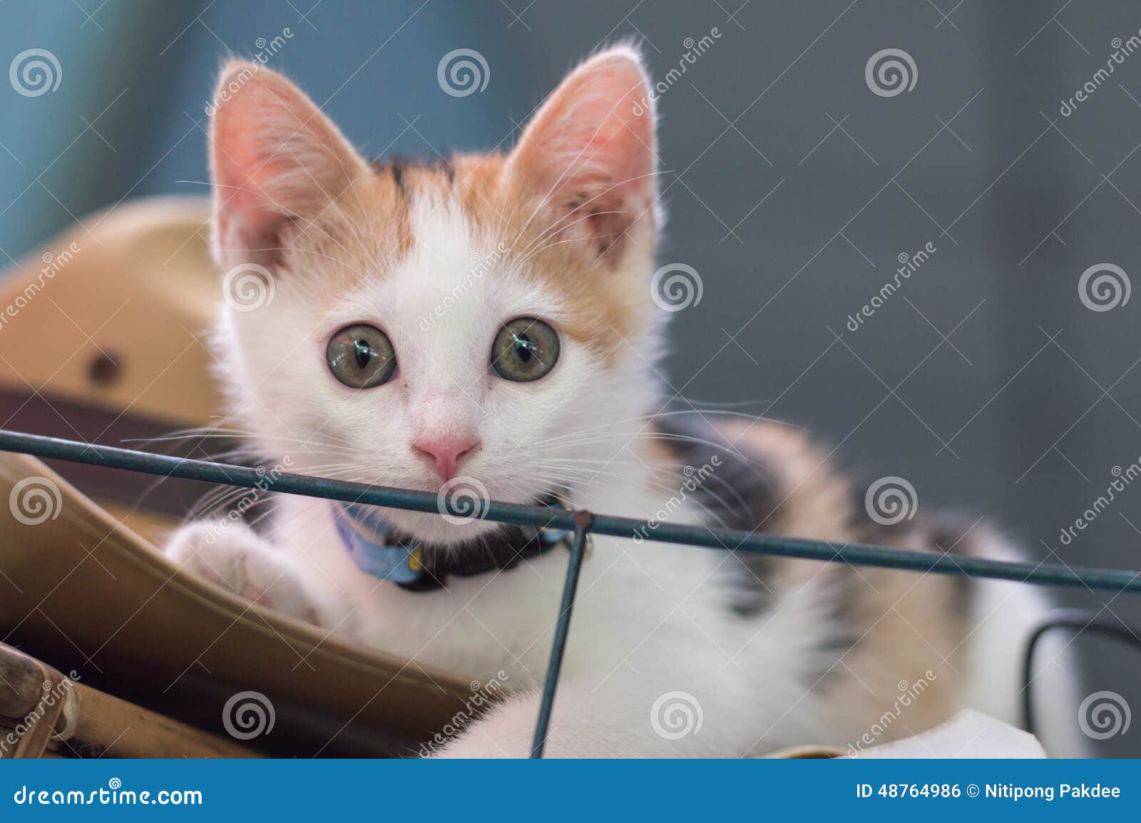 Little Cat Face And Eyes Contact Backgrounds Wallpaper Royalty-Free ...