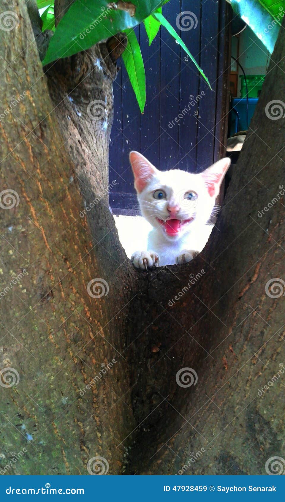 A little white cat. stock image. Image of tree, little - 47928459