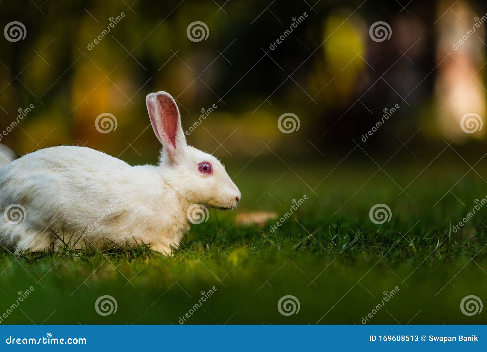White Bunny Laying Watching Stock Image - Image of holiday, furry ...