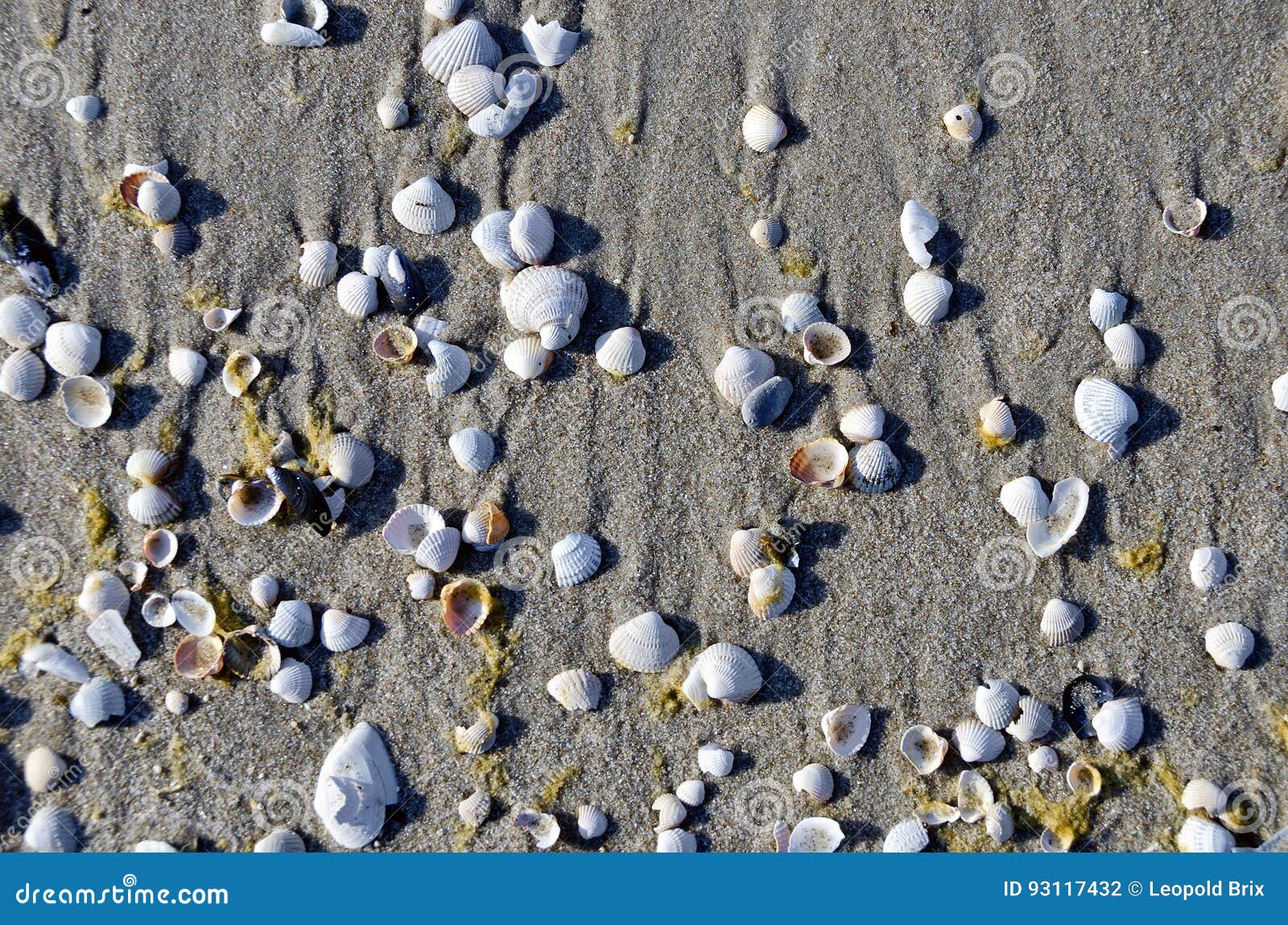Little white conches stock photo. Image of conches, ashore - 93117432