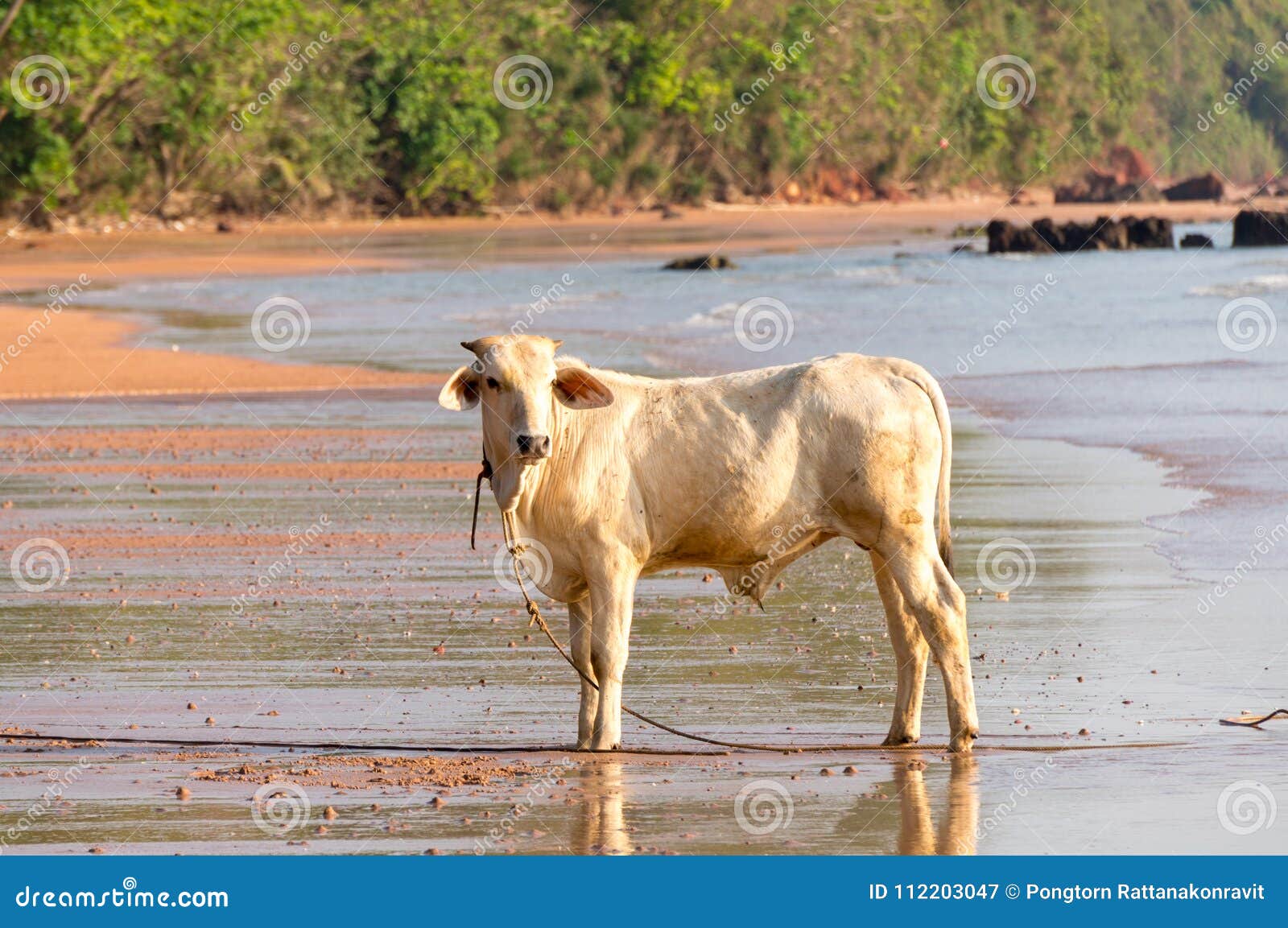 Little White Cow on the Beach Stock Image - Image of tropical, animal ...