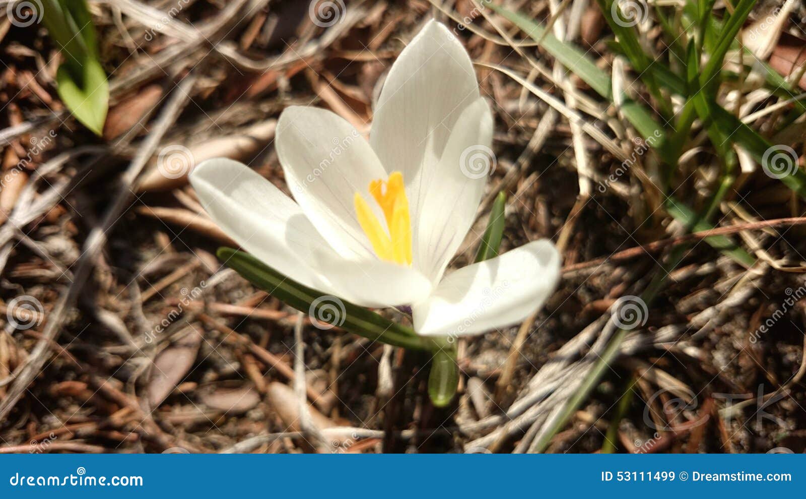 Little White Crocus stock image. Image of little, alone - 53111499