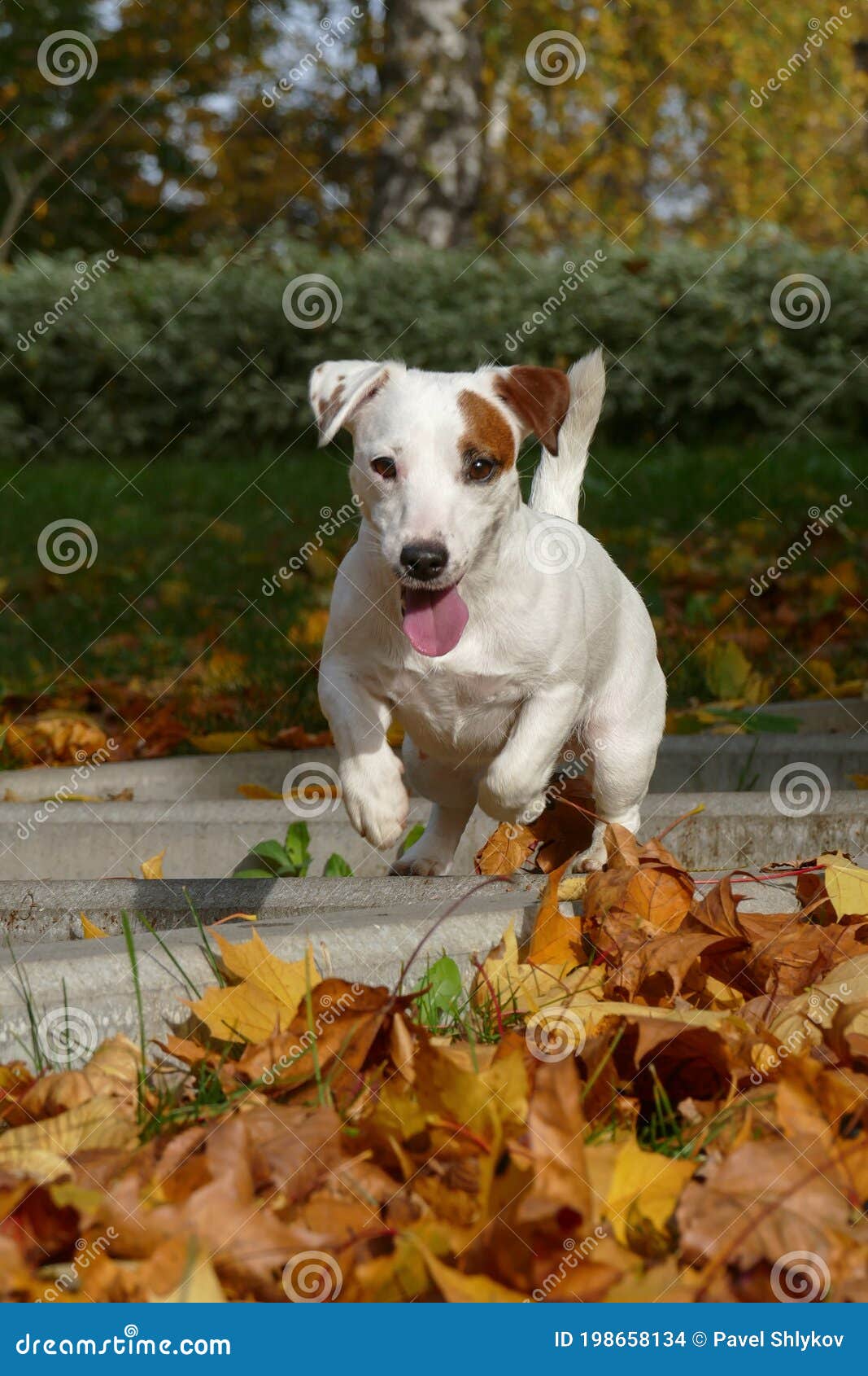 Little White Dog Jumping Forward Stock Photo - Image of stone, white ...