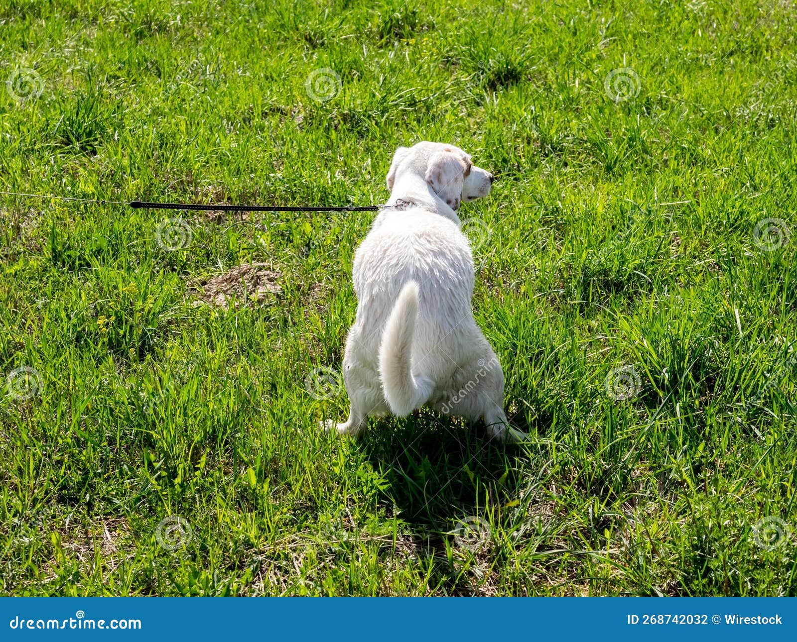 Little White Dog Pooping on the Grass in the Park Stock Photo - Image ...