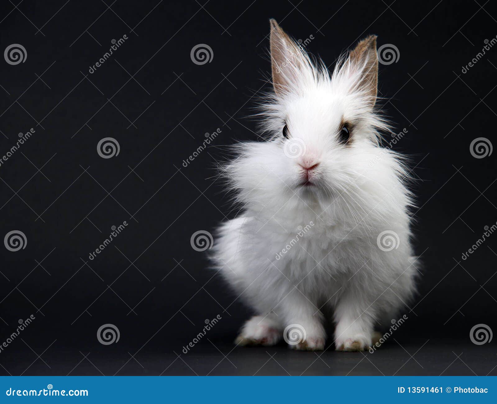 Little White Domestic Rabbit Stock Image - Image of cute, fancy: 13591461