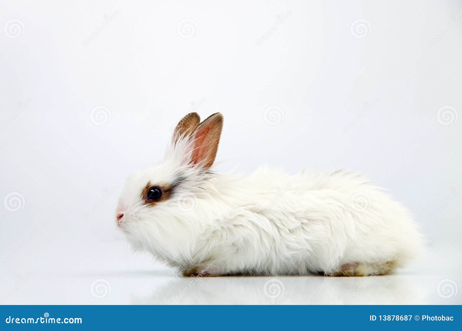 Little White Domestic Rabbit Stock Image - Image of young, soft: 13878687