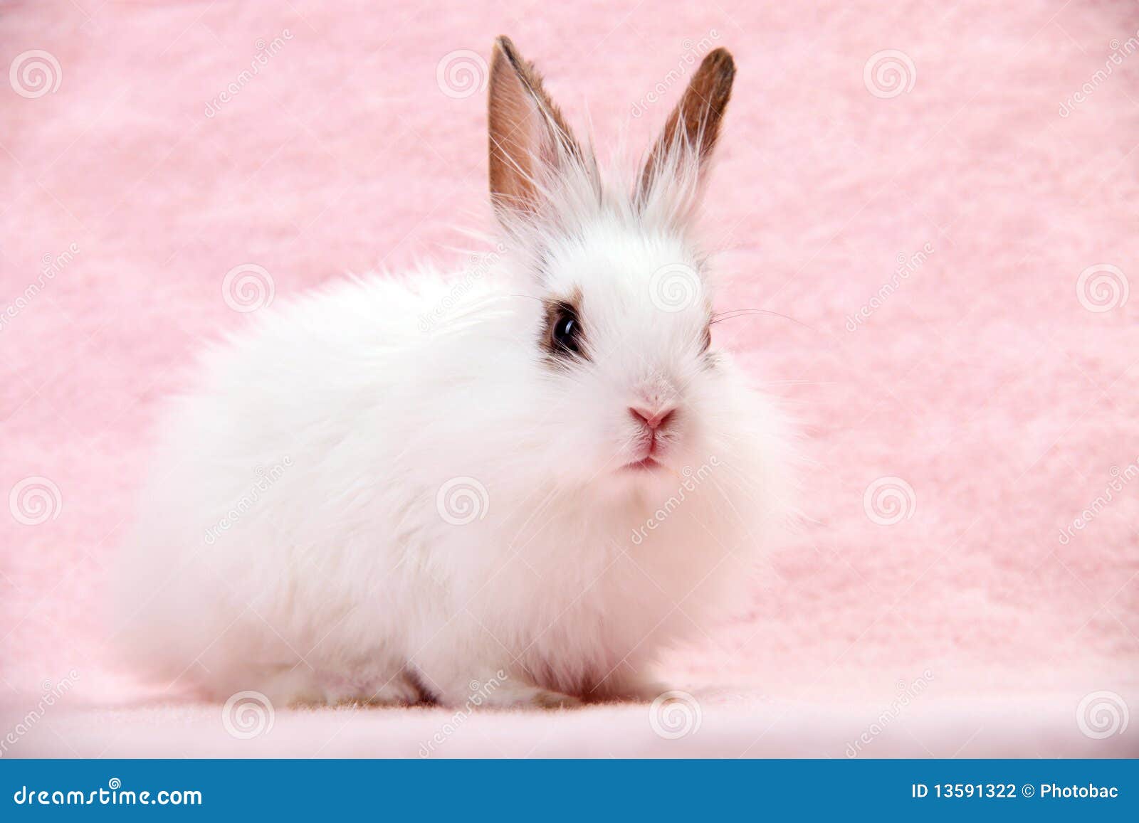 Little White Domestic Rabbit on Pink Background Stock Photo - Image of ...