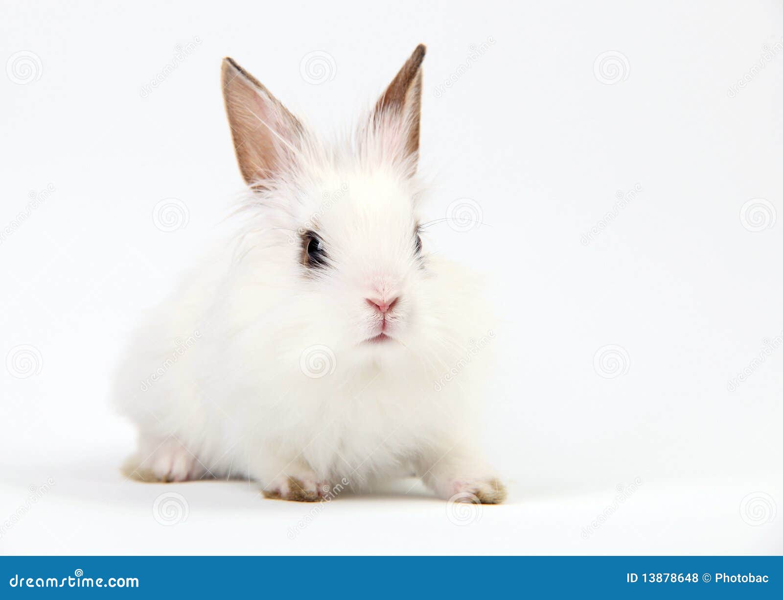 Little Boy In White Shirt Grabbed His Head Royalty-Free Stock ...