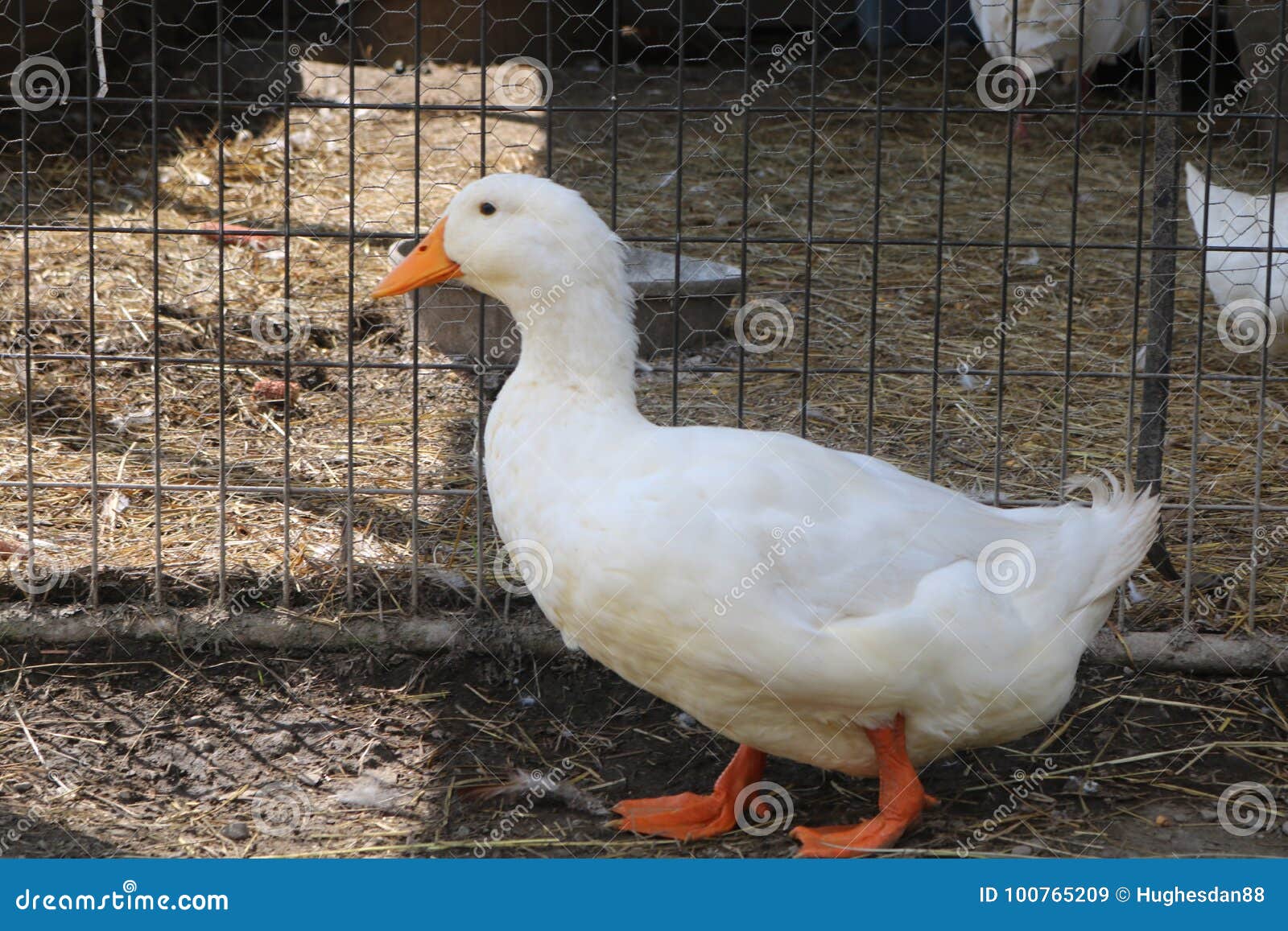 Little White Duck on a Farm Stock Image - Image of duck, waddle: 100765209