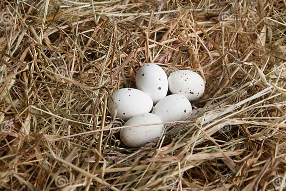 Little white eggs in nest stock image. Image of spotted - 18081929