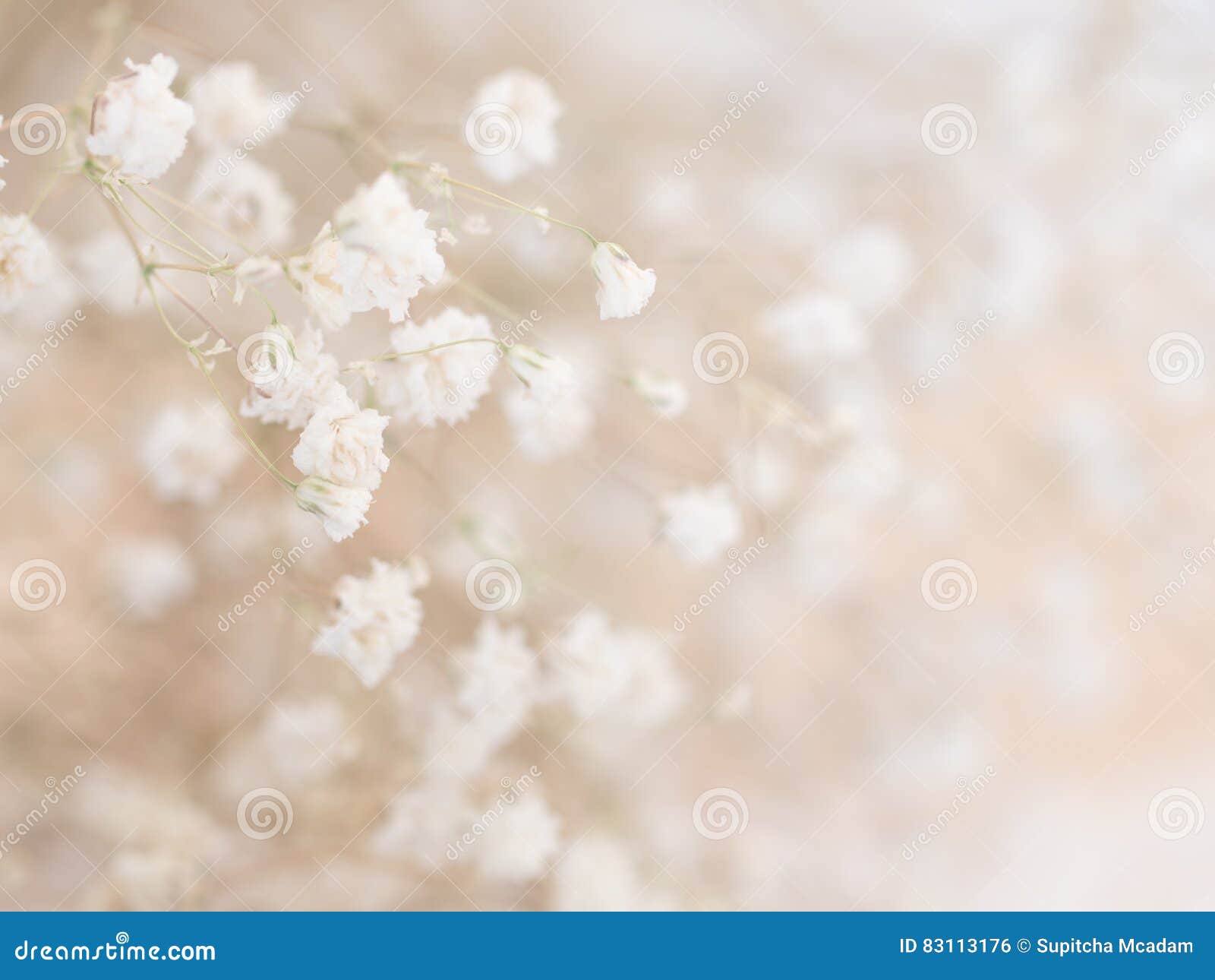 Little White Flower Background Stock Photo - Image of clean, decoration ...
