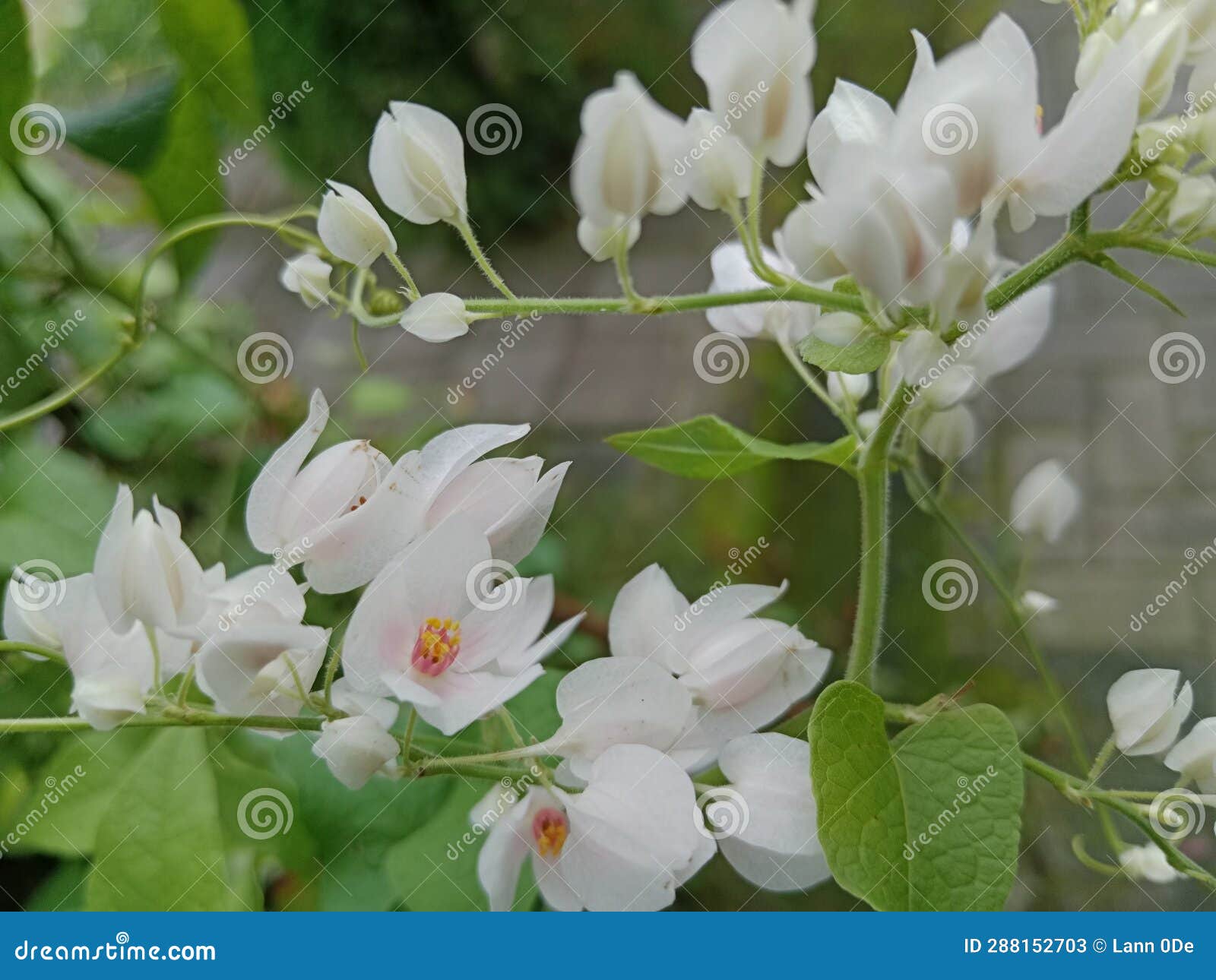 Little White Flower in the Edge of the Garden Stock Image - Image of ...