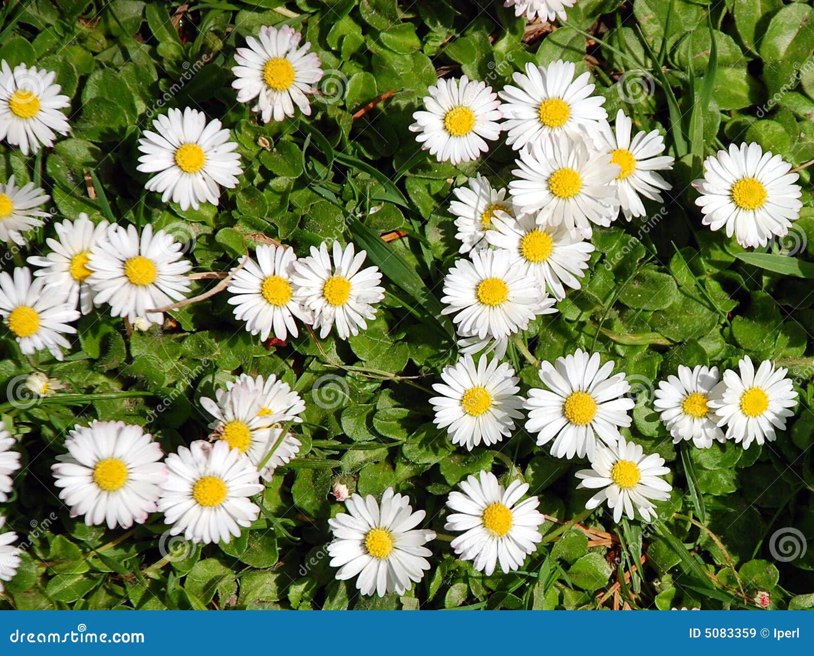 Little white flowers stock image. Image of spring, blooms - 5083359