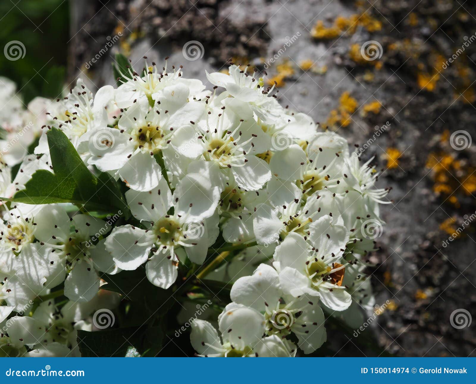 Little White Flowers Bushes in Spring Stock Photo - Image of colors ...