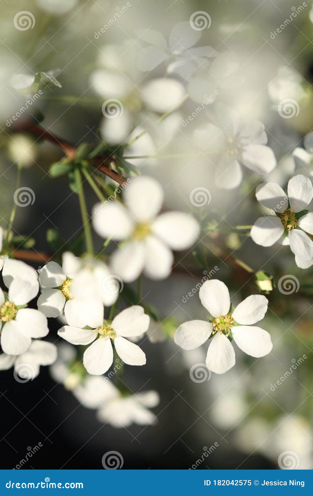 Little White Flowers in Spring Stock Image - Image of flowers, leaves ...