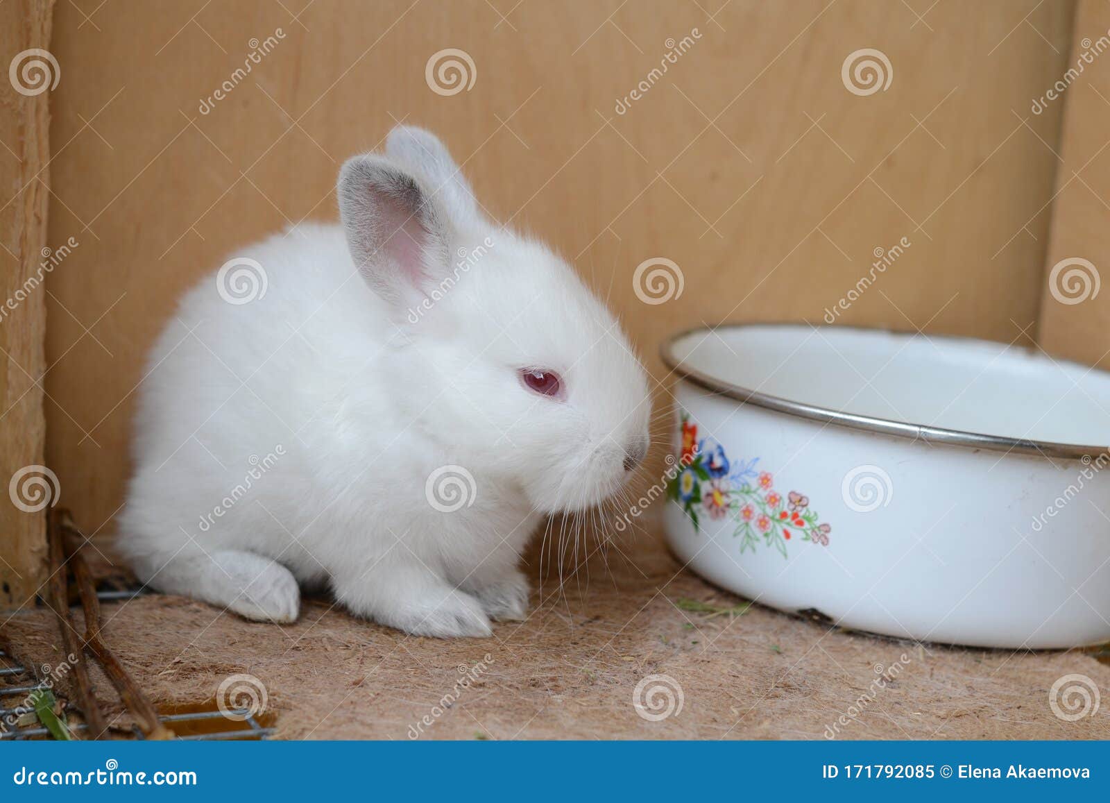 Little White Fluffy Bunny Rabbit Cage Stock Image - Image of wildlife ...