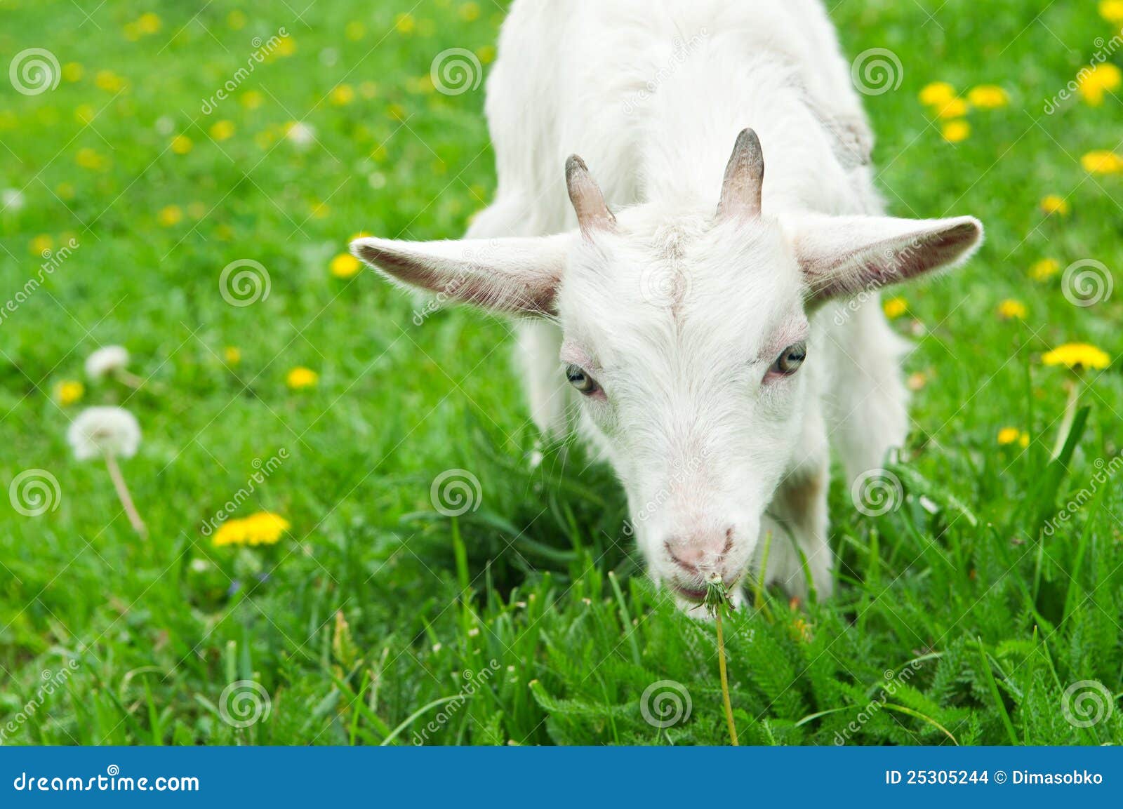 Little white goat stock photo. Image of domestic, grass - 25305244