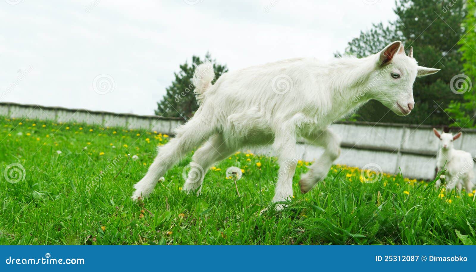 Little white goat stock image. Image of hair, bleat, cute - 25312087