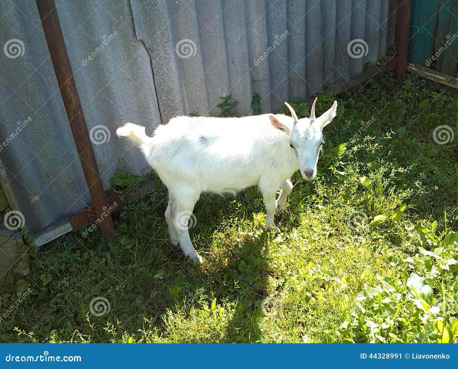 Little white goat editorial photo. Image of grass, green - 44328991