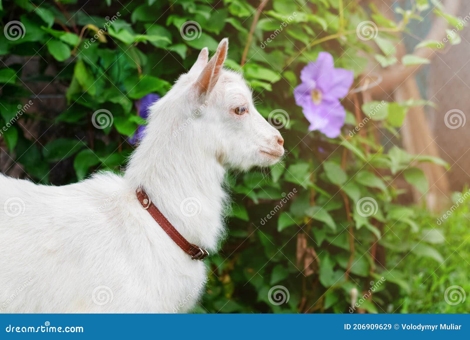 Little White Goat in the Garden among the Flowers Stock Image - Image ...