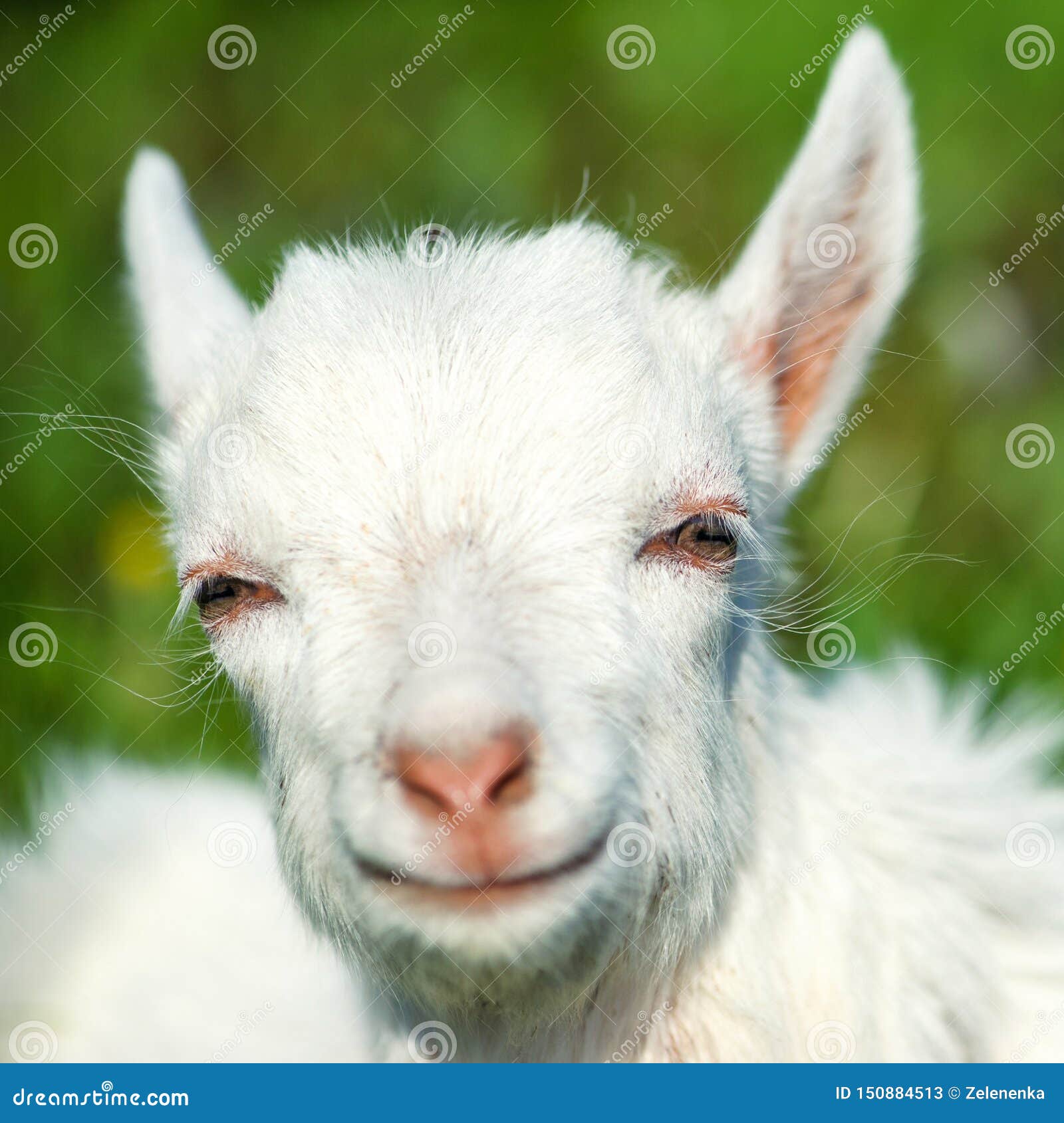 Little white goat kid stock image. Image of outdoor - 150884513