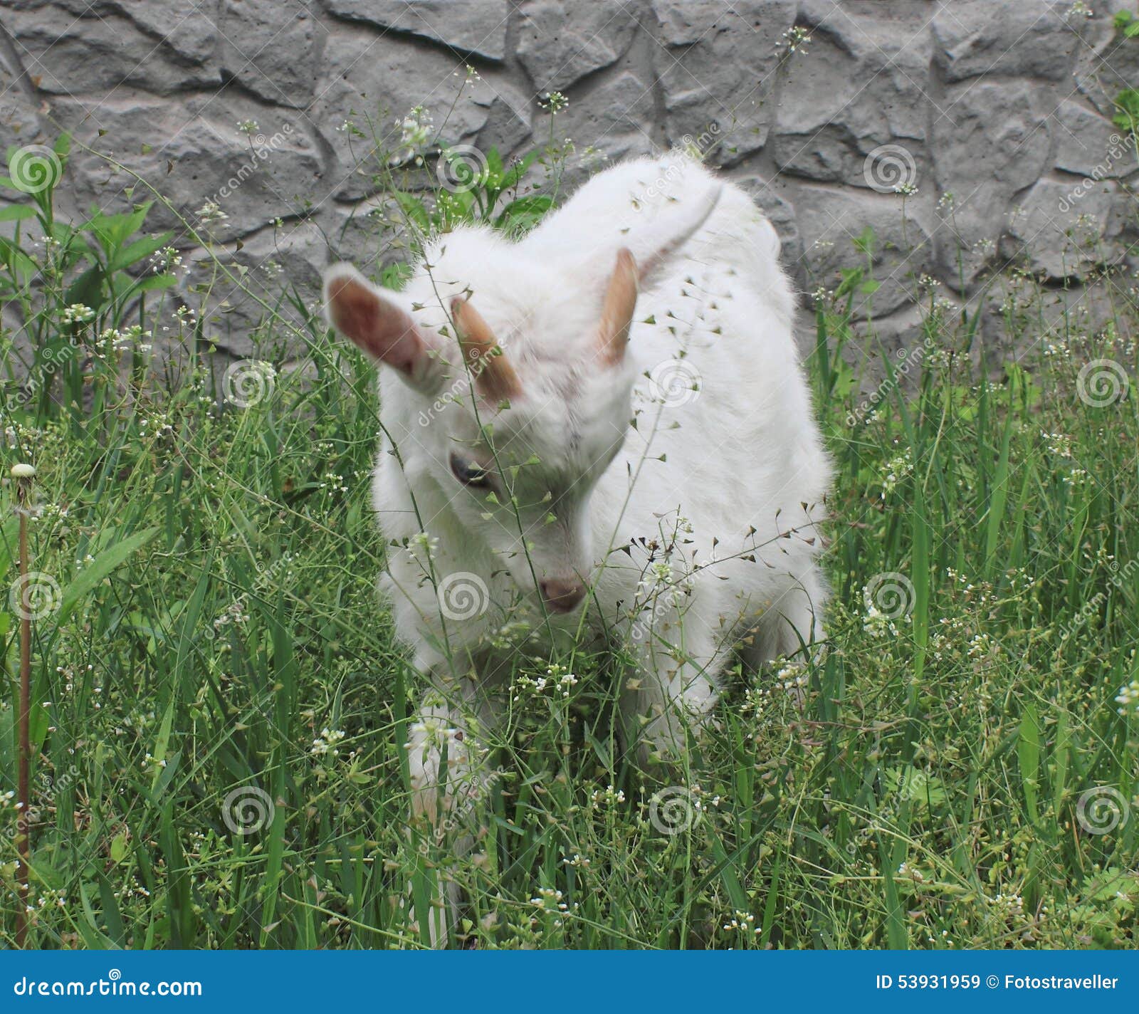 Little white goat stock image. Image of nature, white - 53931959