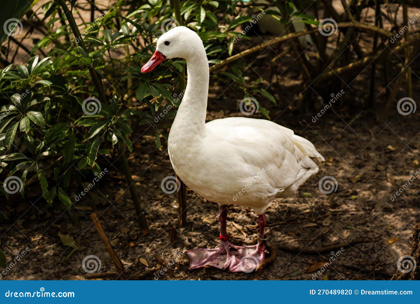 Goosy gander stock photo. Image of little, gander, goosy - 270489820