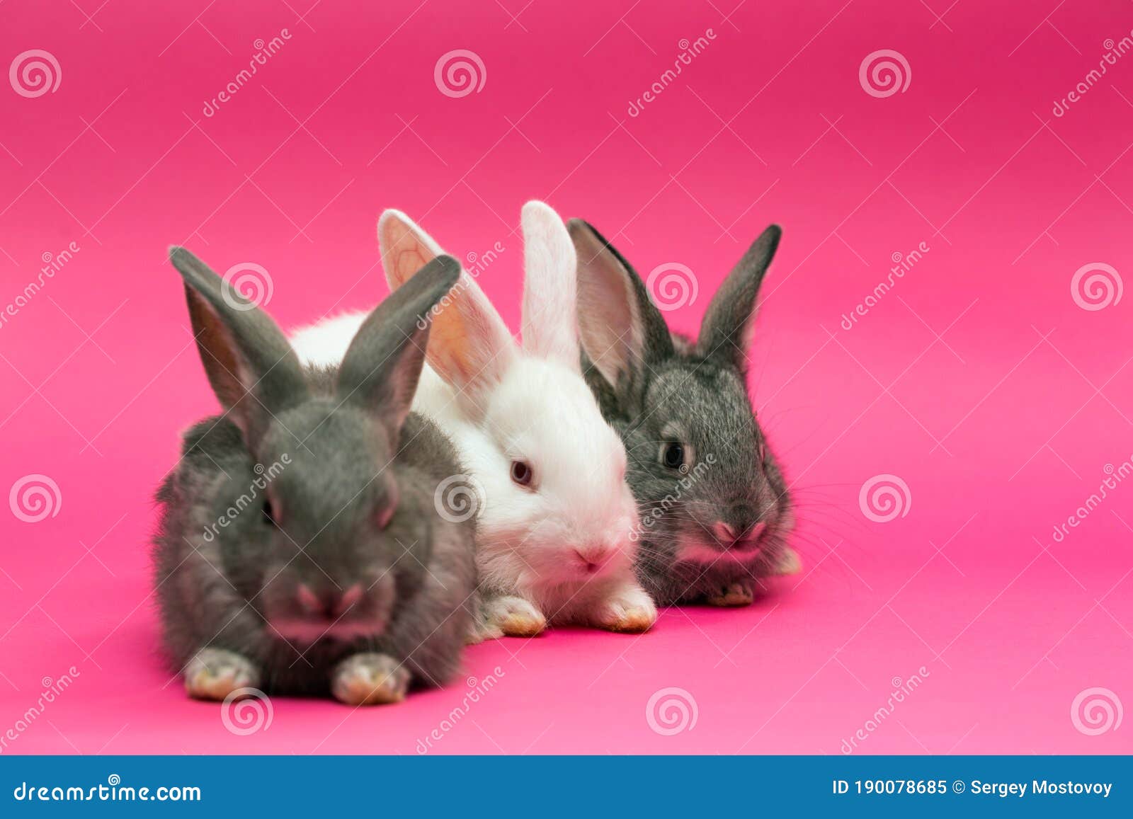 Little White and Gray Rabbit Stock Image - Image of farm, fluffy: 190078685