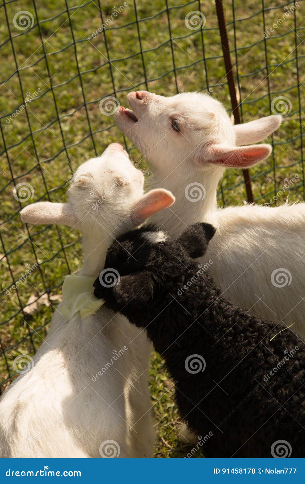 Little White Kids and a Black Lamb Stock Photo - Image of looking, goat ...