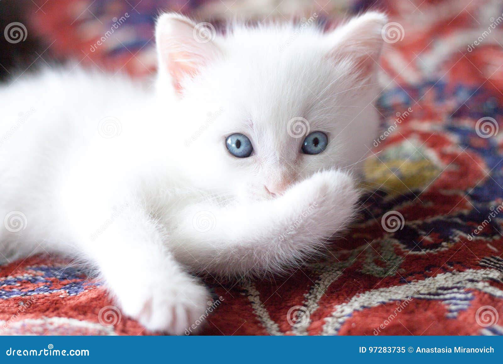 Little White Kitten Lying and Biting the Paw Stock Image - Image of ...