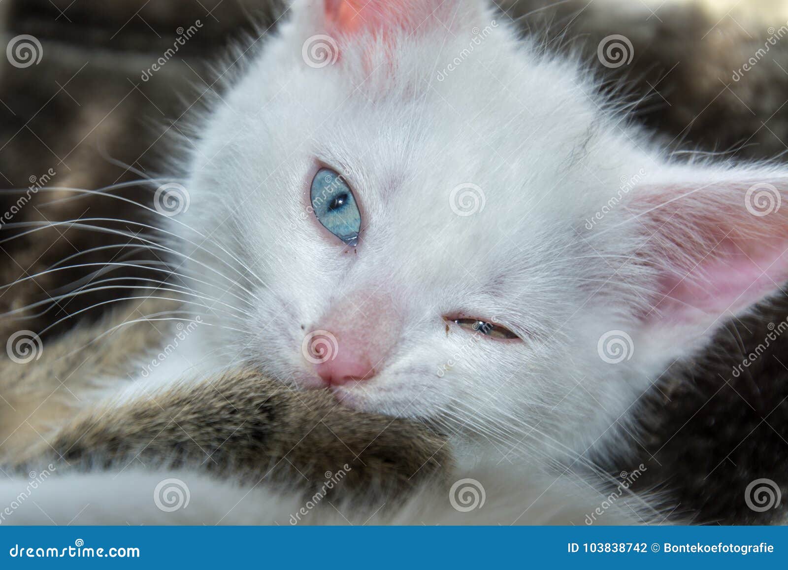 Little White Kitten Winking at the Camera Stock Photo - Image of animal ...