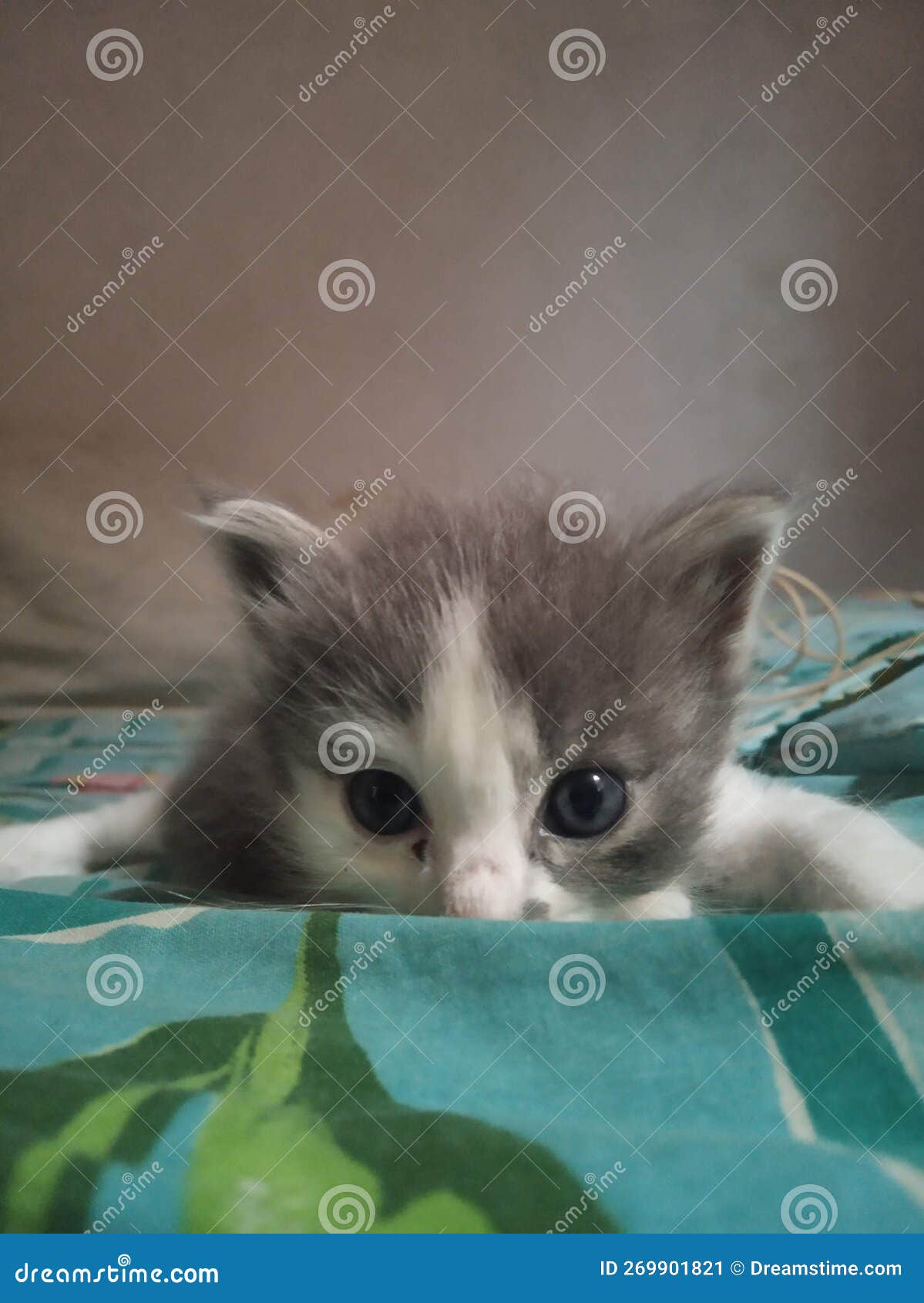 A Little White Kitty in My Bedroom Stock Image - Image of bedroom ...