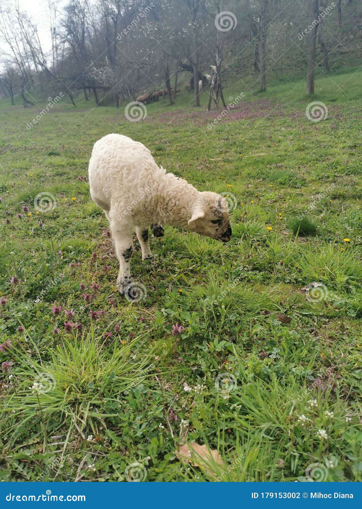 Little White Lamb Eating Green Grass Stock Photo - Image of white ...