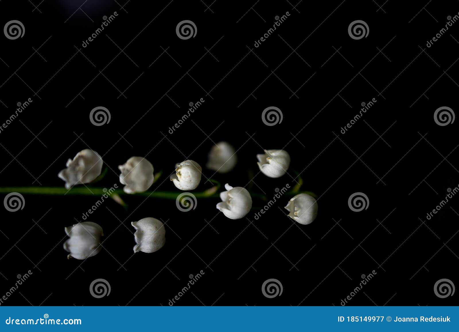 Little White Lily of the Valley Sprig on a Black Smooth Background ...