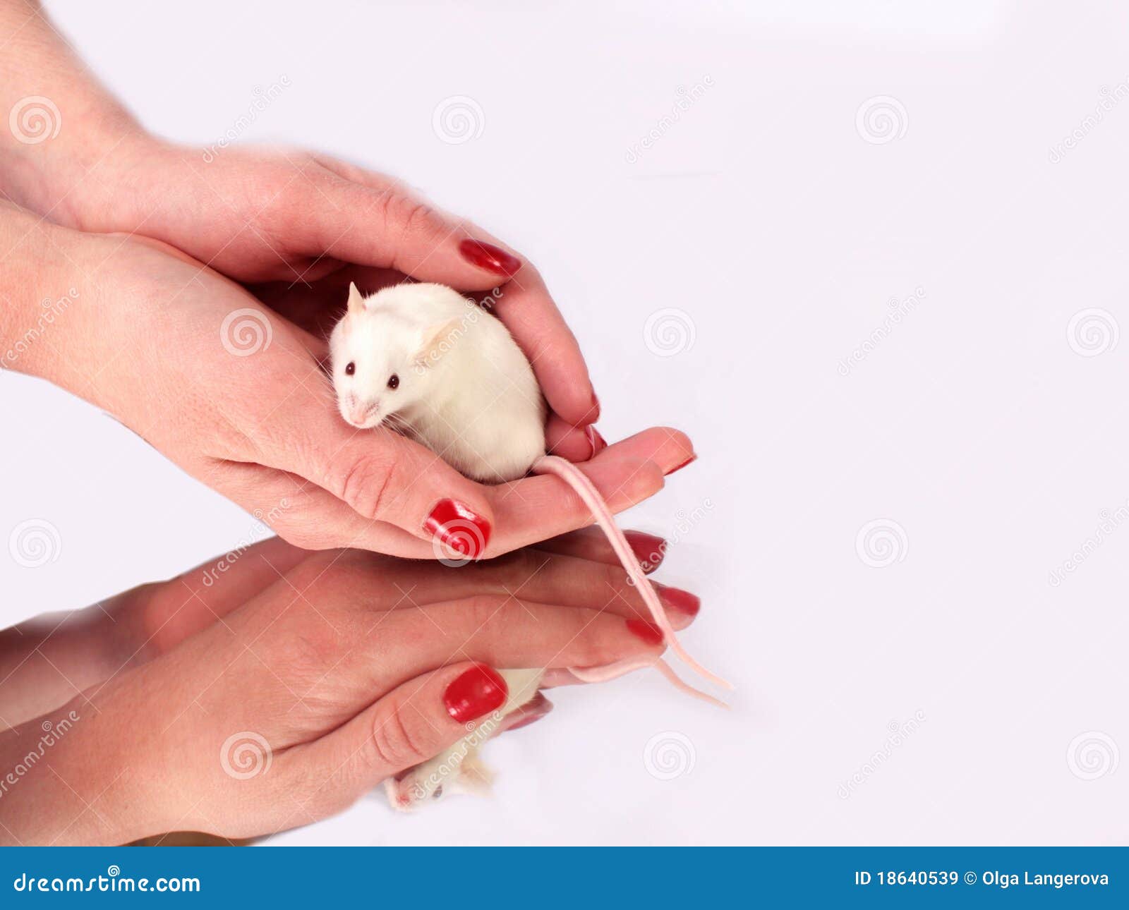 Little white mouse stock image. Image of cuddly, paws - 18640539