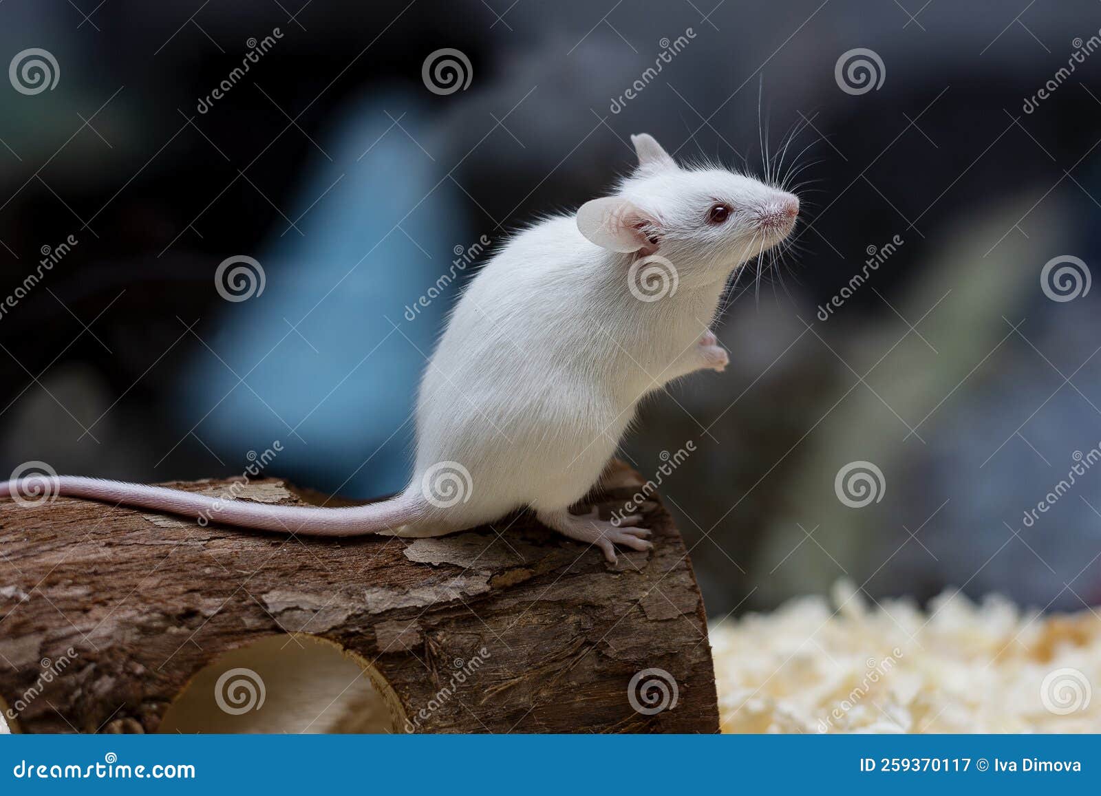 A Little White Mouse Steps on a Log Stock Image - Image of mice, nose ...