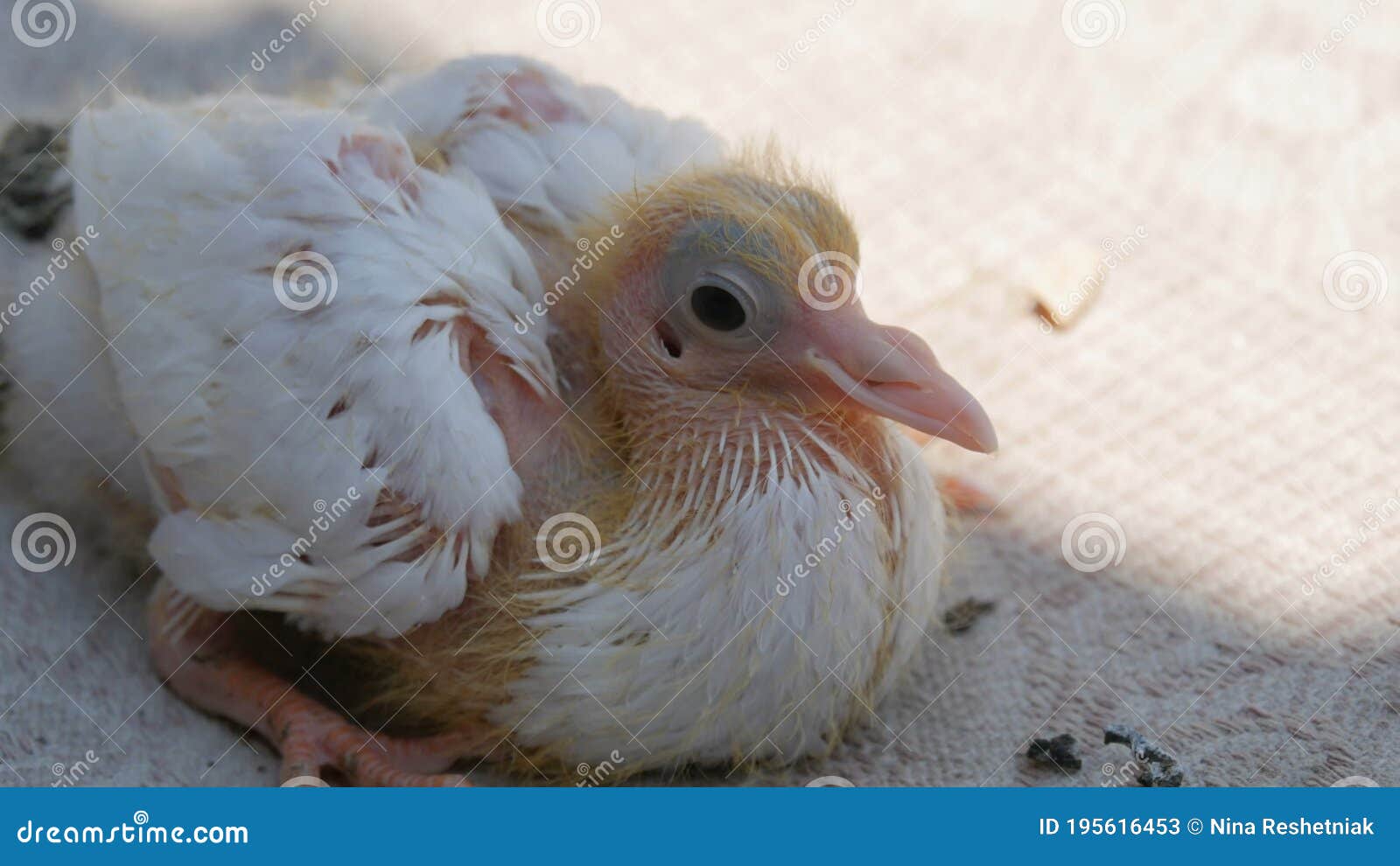 Ugly Pigeon Stock Footage & Videos - 8 Stock Videos