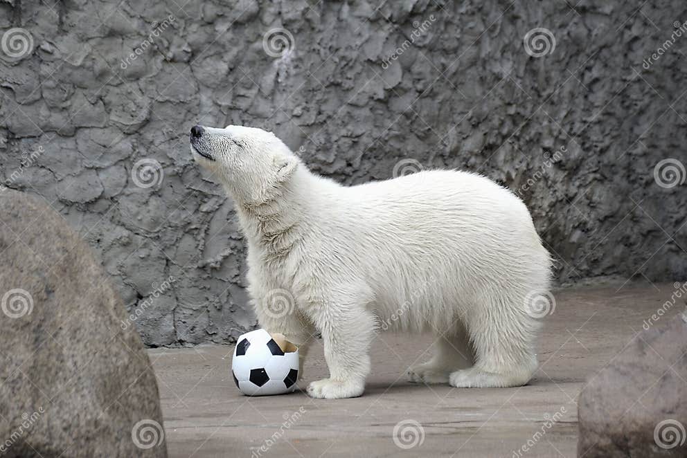 Little white polar bear stock photo. Image of cute, bear - 15421002