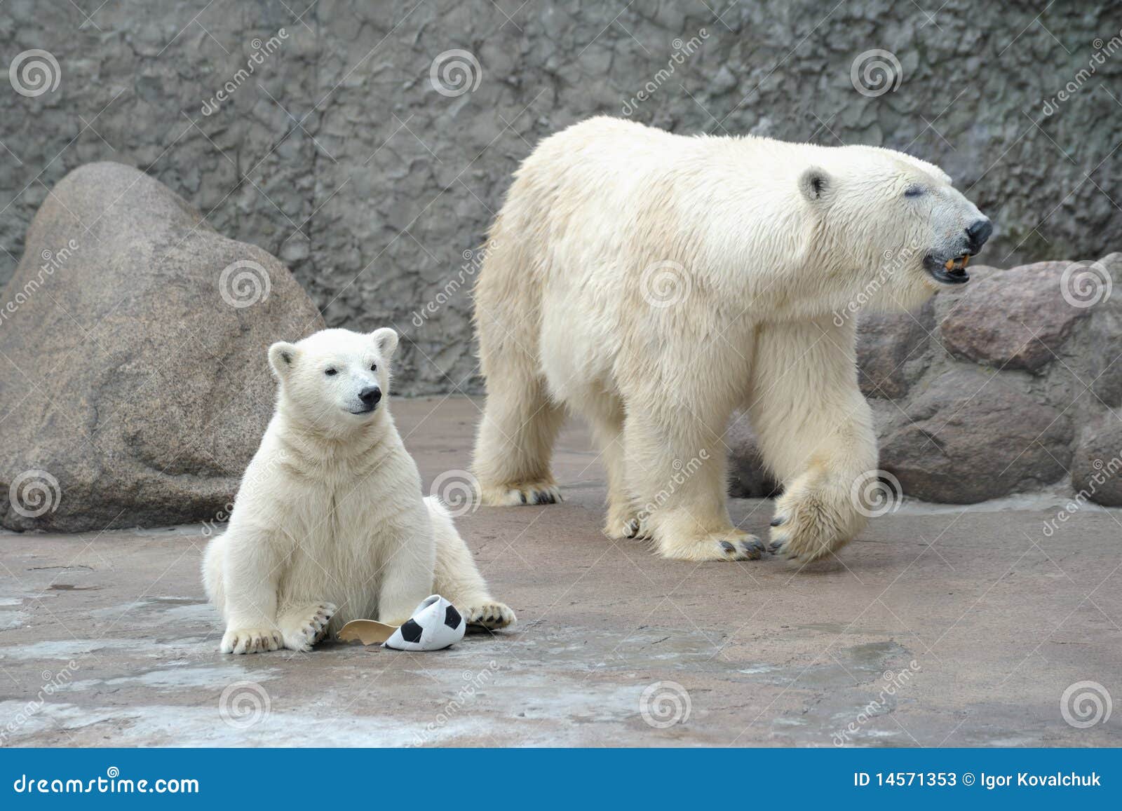 A White Polar Bear In A Fluffy Crystal-white Skin Lying On The Snow And ...