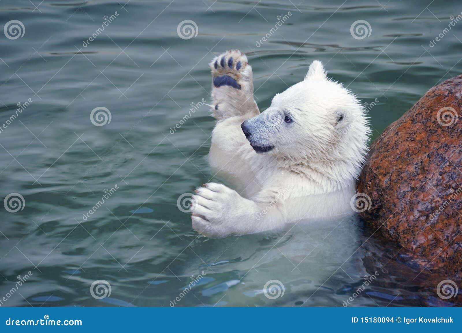 A White Polar Bear In A Fluffy Crystal-white Skin Lying On The Snow And ...