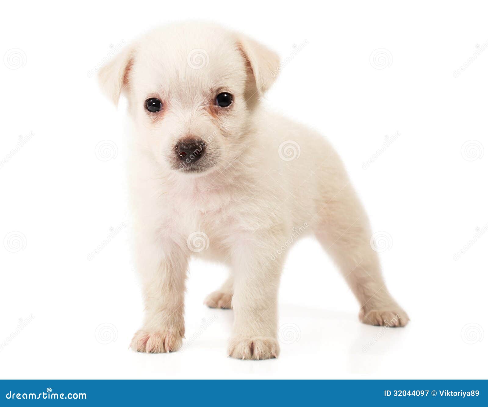 Little White Puppy Close-up Stock Image - Image of closeup, pedigree ...