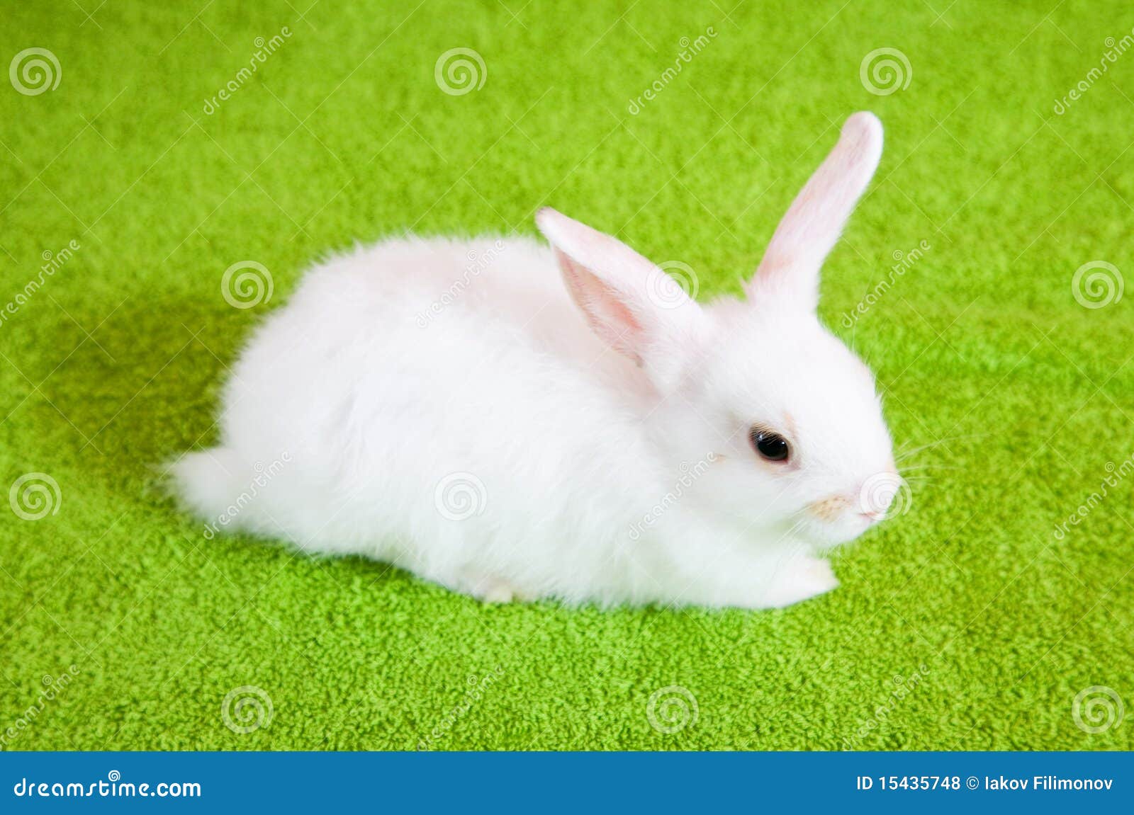 Little white rabbit stock photo. Image of year, animal - 15435748